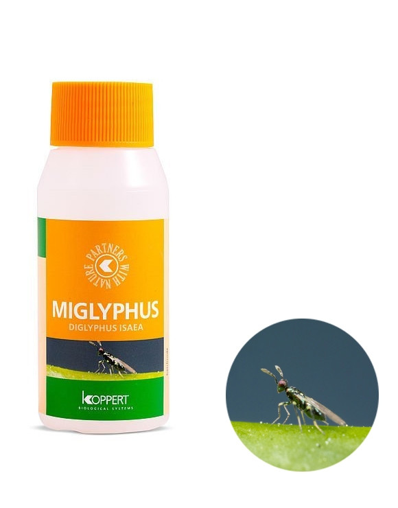 Miglyphus 500 (Diglyphus Isaea) - ELIMINA LOS MINADORES DEL CULTIVO
