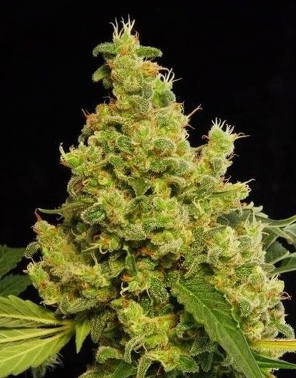 Blue Hash - Los Más Rápidos