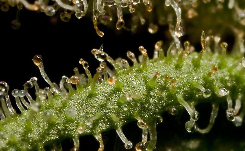 EL THC ¿QUÉ ES TETRAHIDROCANNABINOL?