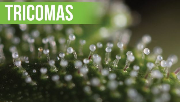 Todo sobre los Tricomas