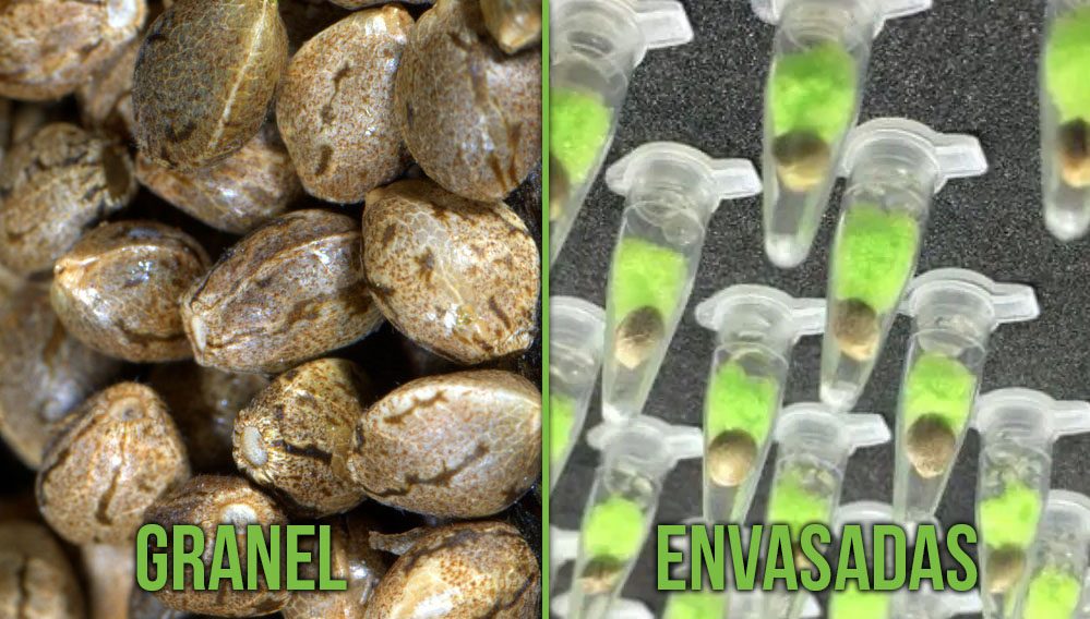 Diferencias entre semillas a granel y envasadas