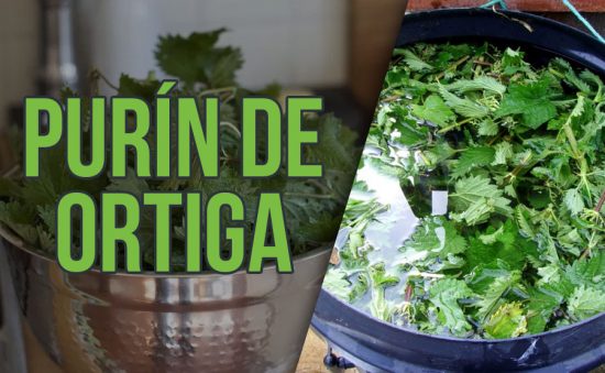 Como hacer purín de ortiga y sus beneficios