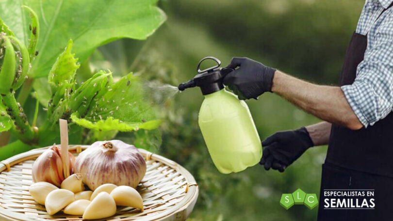Insecticida casero de Ajo, cómo hacerlo y usarlo