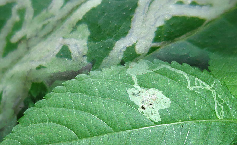 Productos Para Combatir el Minador - EL MEJOR PRECIO ONLINE