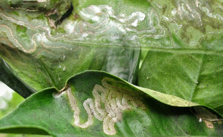 Productos Para Combatir el Minador - EL MEJOR PRECIO ONLINE