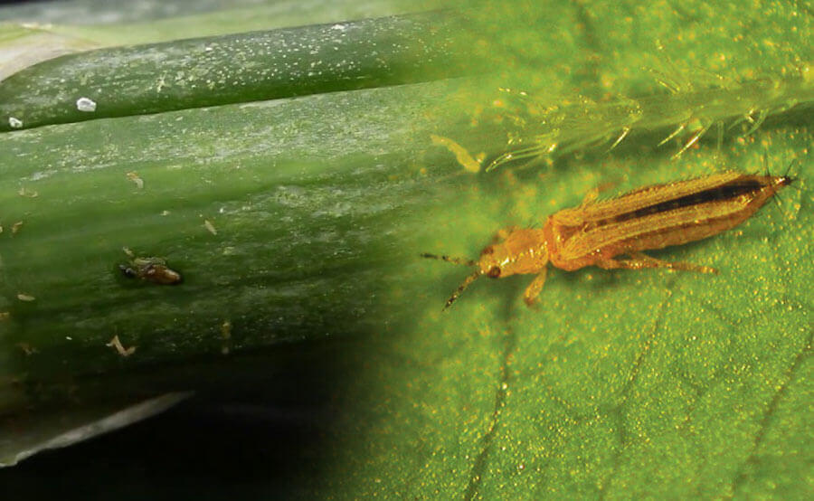 Eliminar los Trips del Cultivo - AL MEJOR PRECIO ONLINE